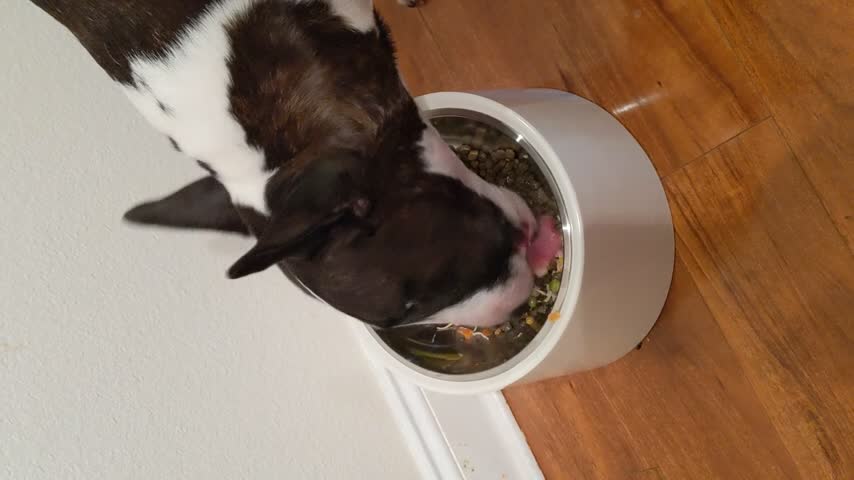 Watch Bull terrier eating on Amazon Live