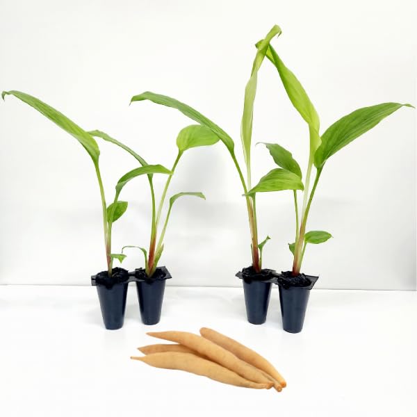 Amazon.com : Boesenbergia Chinese Keys (4 Pack) Finger Root/Krachai ...