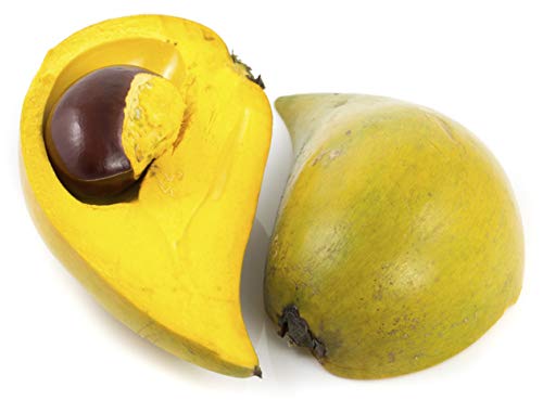 Creative Farmer Live Plant Egg Fruit Plant Lavulu Orange-Yellow Bright ...