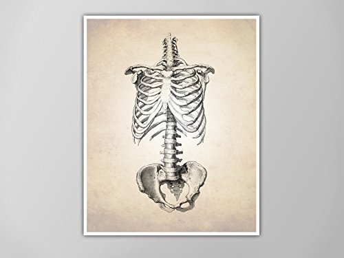 Amazon.com: Skeletal Frame Human Anatomy Art Print, Human Anatomy ...