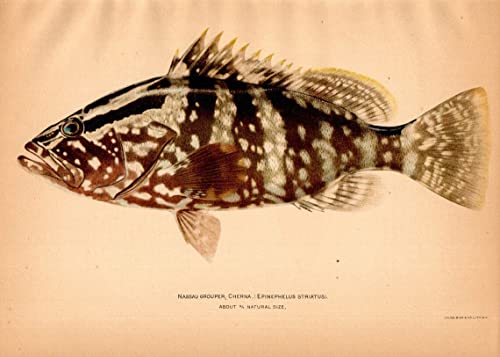 What Is A Grouper Fish? Types & Facts | BoatBlissBlog