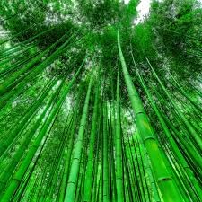 Outdoor farm bamboo seeds and plants (120 seeds) : Amazon.in: Garden ...