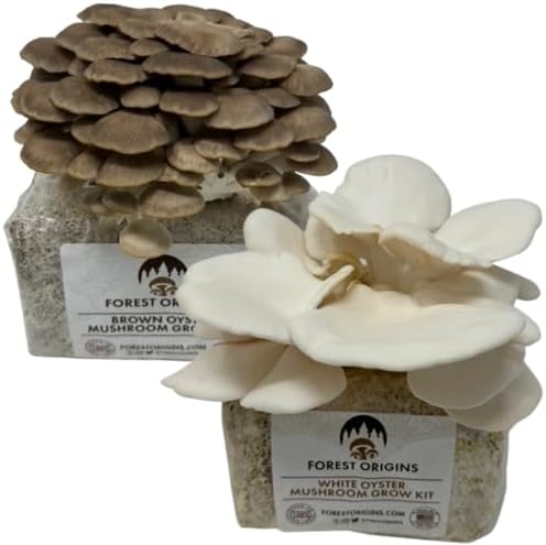 Semillas Setas Kit De Cultivo De Hongos STARTER - Honngofungishop ...