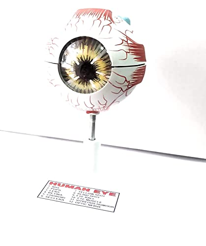 ECNEICS Educational Human Eye Ball Dissectable Model Biology Medical ...