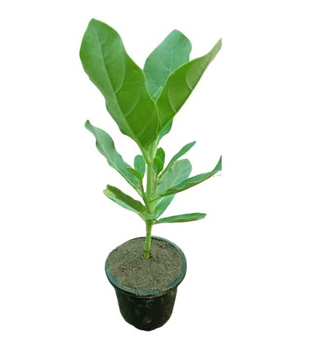 Creative Farmer Live White Aak/Madar/Calotropis Giganteamedicinal Plant ...