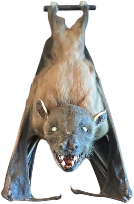 Amazon.com: Real Preserved MUMMIFIED BAT Ready to Fly Position ...