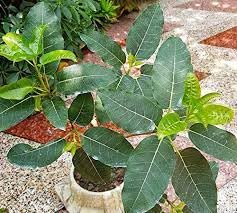 Nature Seeds Premium Pakad Tree Seeds Fresh and Ready to Plant Your ...