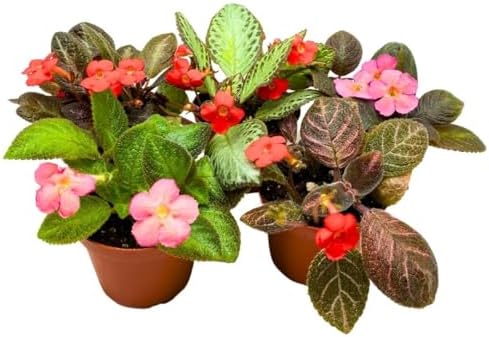 Amazon.com : Harmony's Flame Violets Colorful Episcia Grower's Choice ...