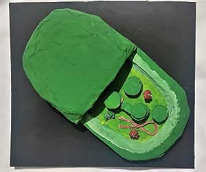 Part Where Photosynthesis occurs -chloroplast Model, Regular Size ...