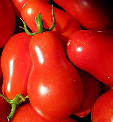Arlo TOMATO RED PEAR (LYCOPERSICON ESCULENTUM) 20 SEEDS : Amazon.in ...