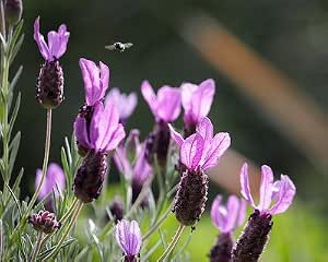 Lavandula stoechas 'Fathead', 9cm, French Lavender, Perennial, Fragrant ...