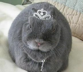 Disapproving Rabbits: Stiteler, Sharon: 9780061353284: Amazon.com: Books