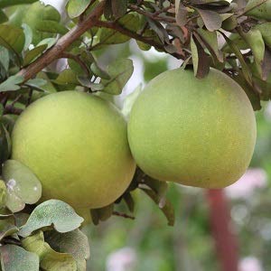 PlantsShip Chinese Grapefruit, Pomelo, Pompelmous,pamparapanasa,papan ...