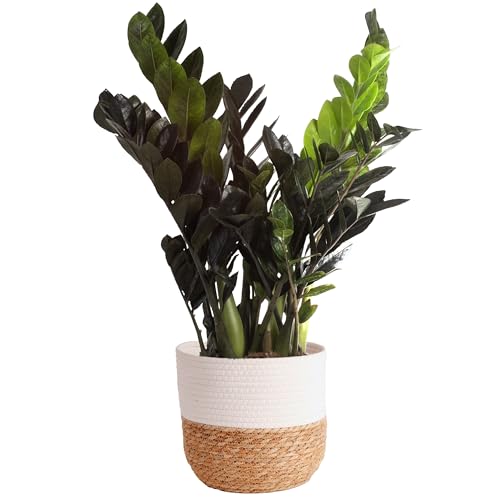 Zenzi ZZ Plant Home Care: Detailed Growth Strategies