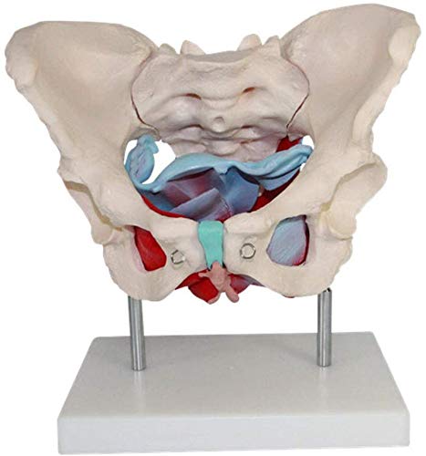 Buy Model SKELETON Pelvis with Details Ideals, Sacro, ilium, ischium ...