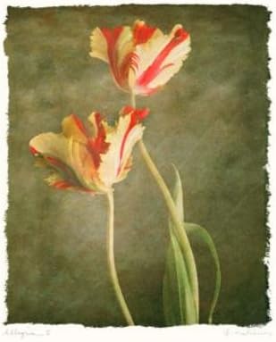 Amazon.com: Allegria II -- Print: Posters & Prints