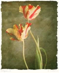 Amazon.com: Allegria II - Print: Posters & Prints