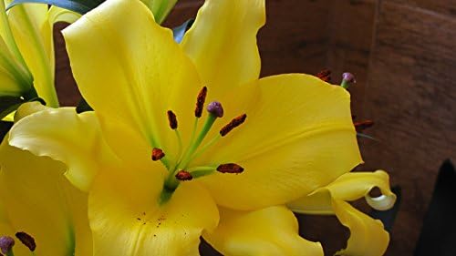 GARTHWAITE NURSERIES® : - 3 “Elusive” Oriental Trumpet Lily Bulbs Giant ...