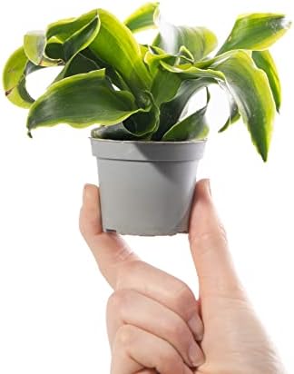 Baby Lucky Bamboo Plant - Dracaena Sanderiana Small Indoor Houseplant ...