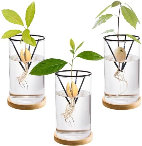 Amazon.com : 2Set Avocado Seed Holder, Avocado Plant Growing Kits with ...