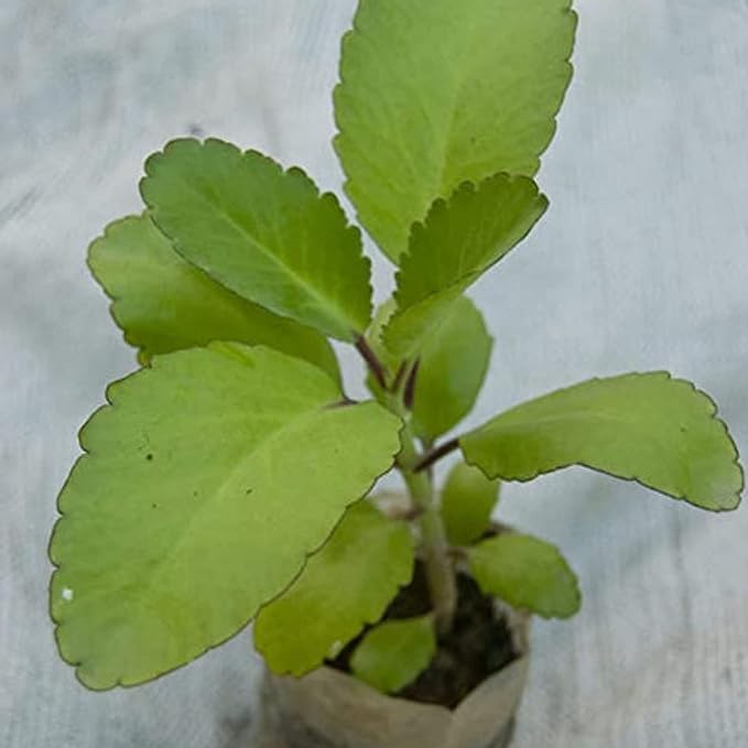 Greenursery Patharchatta Panfuti/Bryophyllum Pinnatum/Miracle Leaf ...