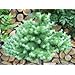 Amazon.com : Dwarf Japanese Larch Larix kaempferi 'Blue Dwarf' Grows ...