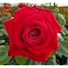 Amazon.com : Olympiad Red Rose Bush, Rose Bushes Ready to Plant, 2 ...