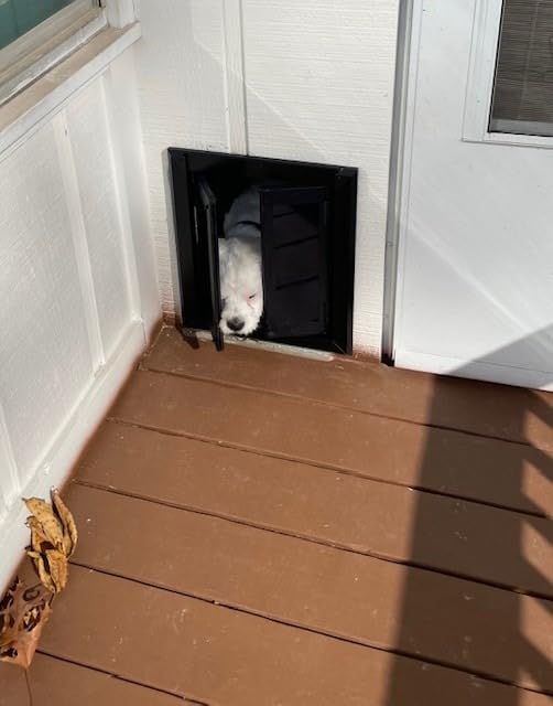 Amazon.com : ALUMANI Dog Door for Wall, Dog Door with Aluminum Frame ...