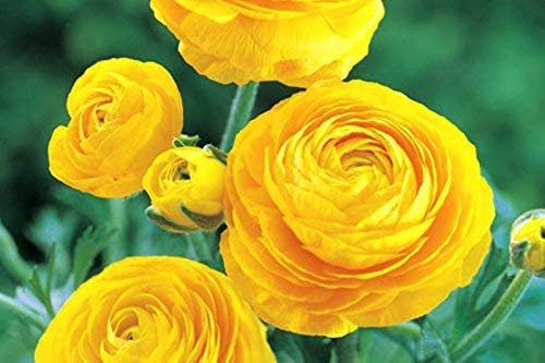 Amazon.com : Pastel Yellow Ranunculus Bulbs(10 Bulbs) Perennial Great ...