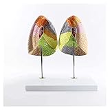 ・製造元:RFGGJNHKJUSWETGBVN・製造元/メーカー部品番号:k/8*30113・Application：Suitable for anyone interested in anatomy, nursing, physiolog...