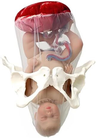 Comprehensive Obstetrics Gynaecology Newborn Care Model Detailed ...