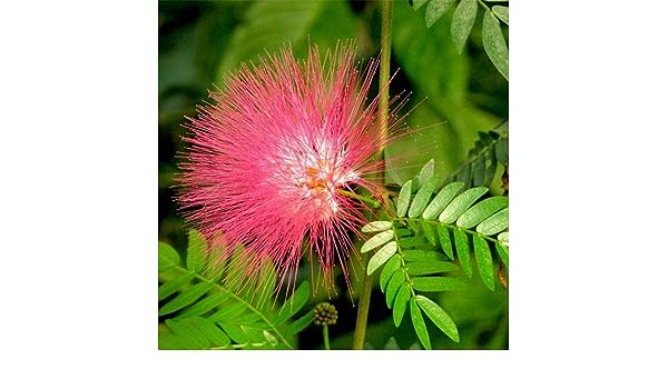 Mphmi Live Plant Nursery NCR Albizia saman, Rain Tree, Gulabi Siris ...