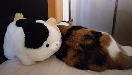 Amazon.com: Aurora® Adorable Spudsters™ Callie Cat Stuffed Animal ...