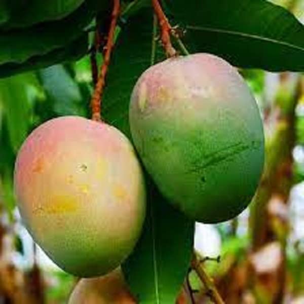 Exotica Orchids Neelam Mango Plant - Grafted : Amazon.in: Garden & Outdoors
