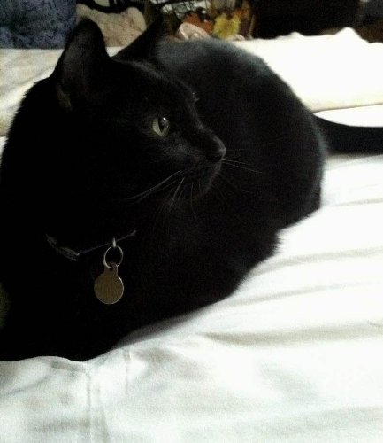 Tails From Ask Tazi! America's Favorite Advice Giving Cat! (Past ...