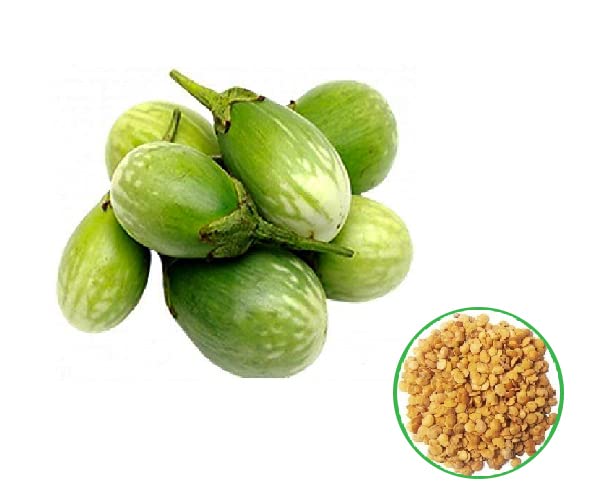Master Green Gardening Vegetable Natural Organic Brinjal Green Round ...