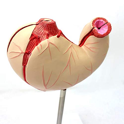 Buy XF Stomach anatomical structure model stomach model human digestive ...