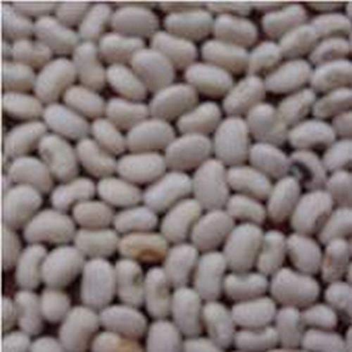 Amazon.com : Elite (Cream) Pea Seeds - A Very Productive Cream Pea ...