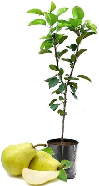 Pear babugosha dwarf grafted live trees Naspati hybrid Pear Fruit Plant ...
