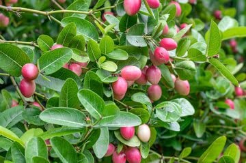 Skycom Karonda Fruit Live Plant (Carissa carandas, Bengal Currant ...