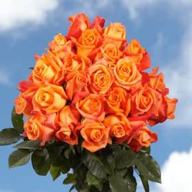 Amazon.com : 100 Orange Roses Voodoo Roses : Fresh Cut Format Rose ...