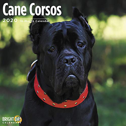Cane Corsos Wall Calendar 2020 : BRIGHT DAY: Amazon.co.uk: Books