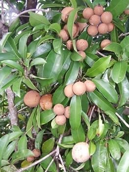 SANJU Cricket Ball Sapota Plant Chiko Plant Grafted Variant Plant 1.5 ...