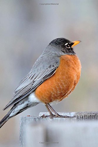 Buy Connecticut State Bird - American Robin Journal Book Online at Low ...