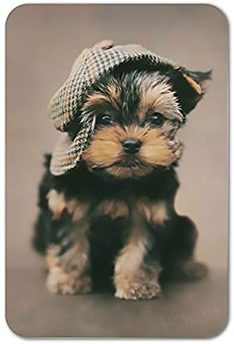 Discover the Top 10 Yorkie Signs to Make Your Pup's Personality Shine ...