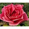 Amazon.com : Duet Light Pink Rose Bush, Rose Bushes Ready to Plant, 2 ...