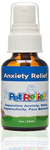 Best Dog Anxiety Medications: 12 Best Supplements To Calm your Pup