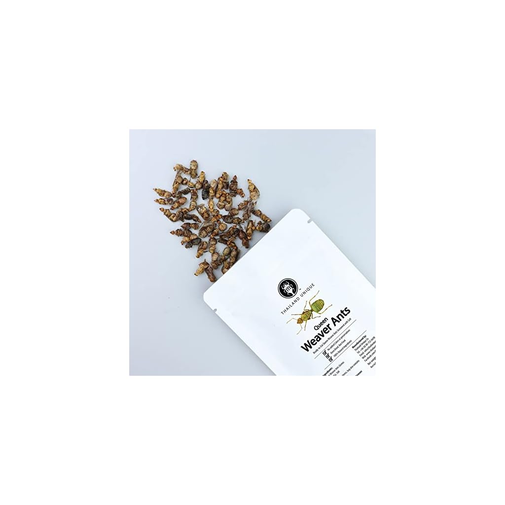 Thailand Unique Edible Insects (Queen Weaver Ants, Single Pack ...