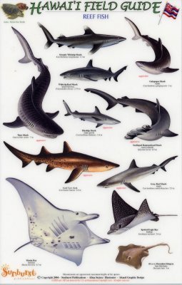Hawaii Reef Fish Guide #2 - Large Fish Field Guide: Rainforest ...