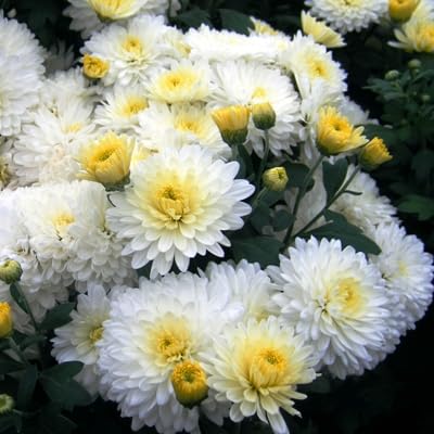 White, Yellow 2 in 1 Chandramallika/Chrysanthemum Flower Live Plant ...